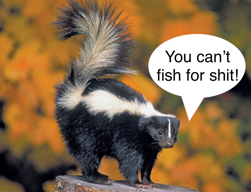 The Skunk In The Room — SCOF — Southern Culture On The Fly