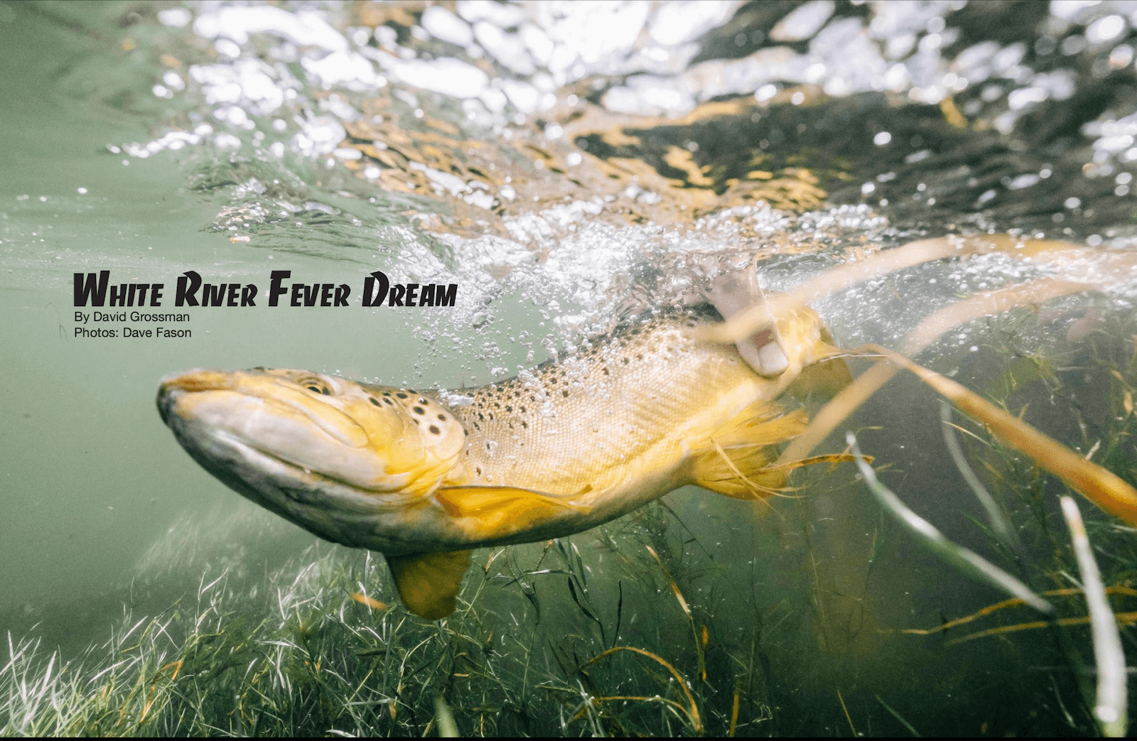 White River Fever Dream — SCOF — Southern Culture On The Fly
