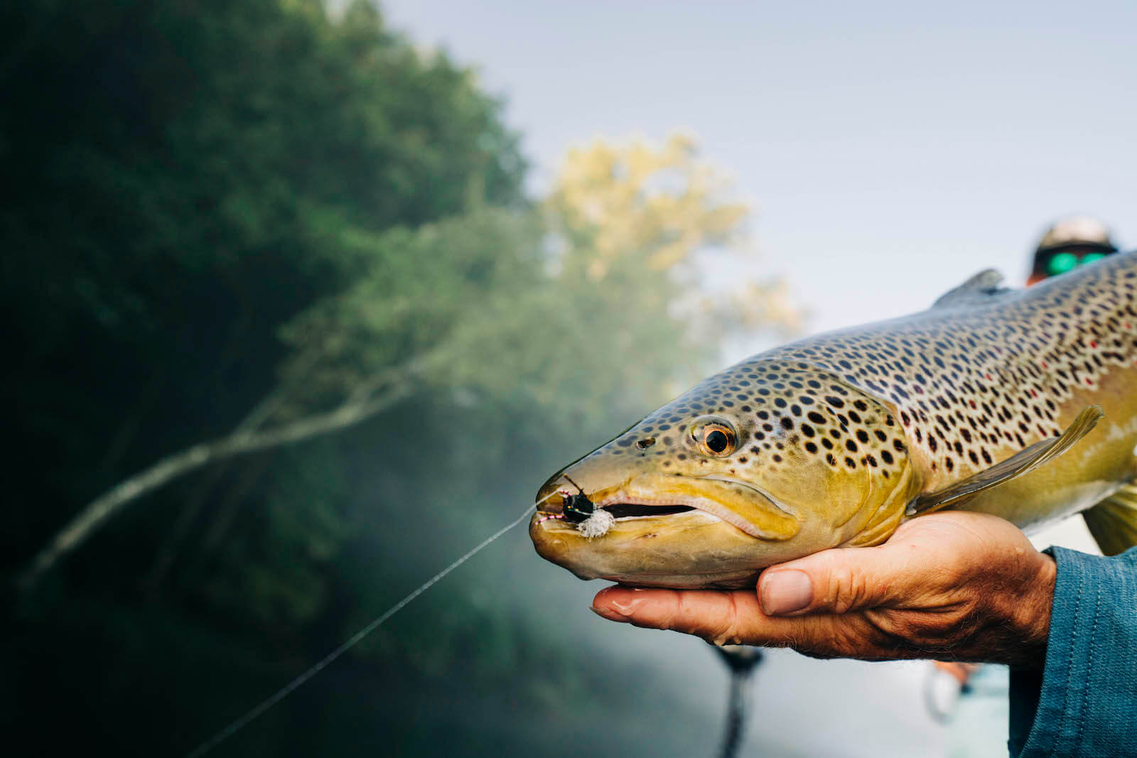 Home — SCOF — Southern Culture On The Fly